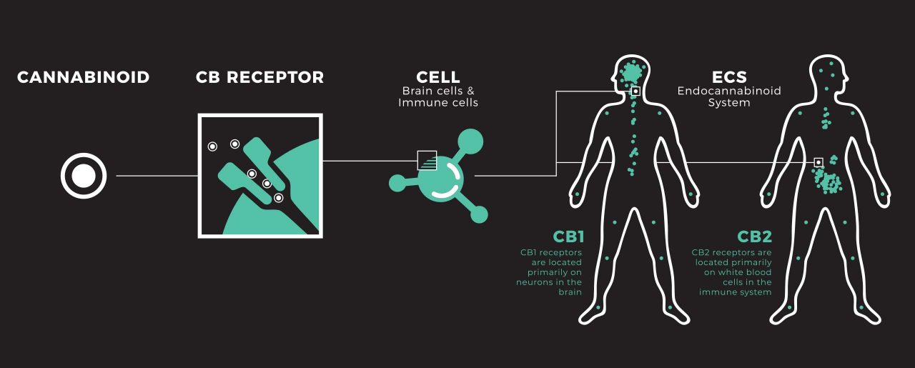 How CBD Works - Discover it with ECOLOGIC - Eco Sciences
